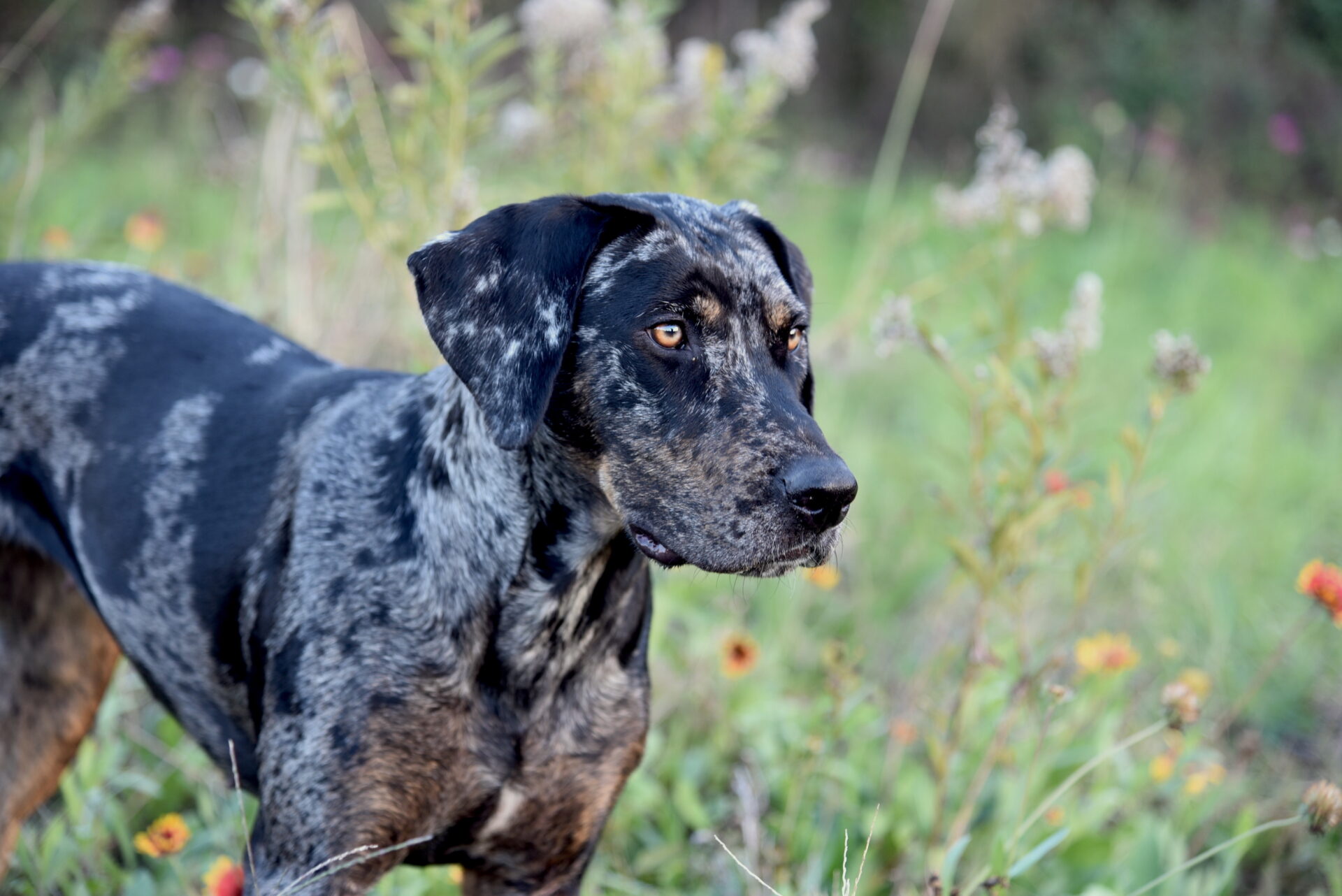 Catahoula Leopard Dog Personality: What to Expect