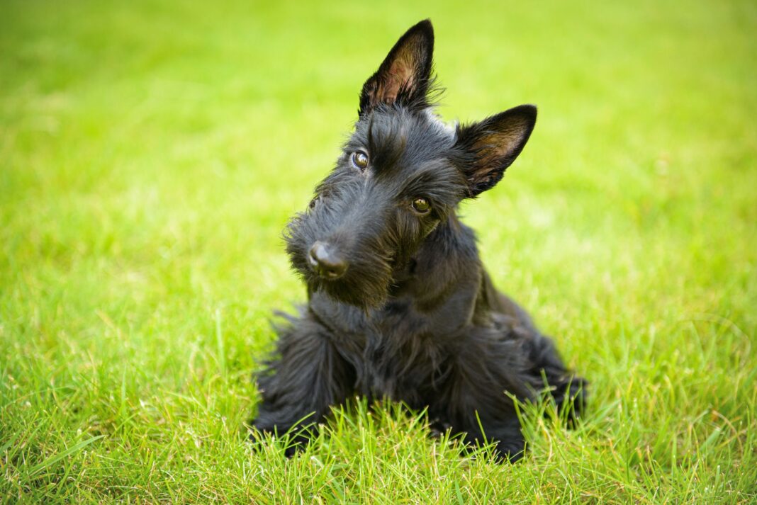 The Most Famous Scottish Dog Breeds and Their Origins